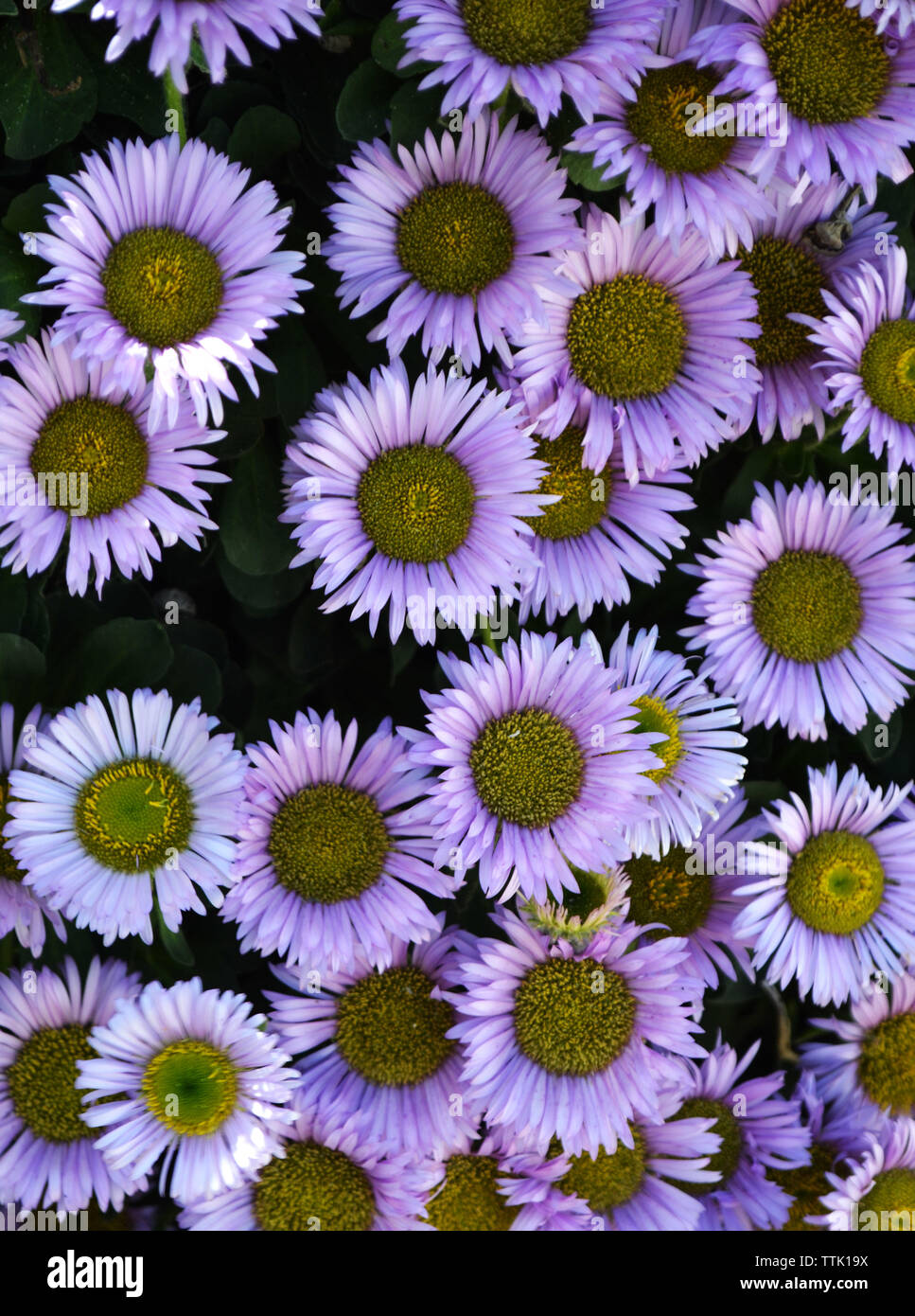 Seaside Daisy High Resolution Stock Photography and Images - Alamy