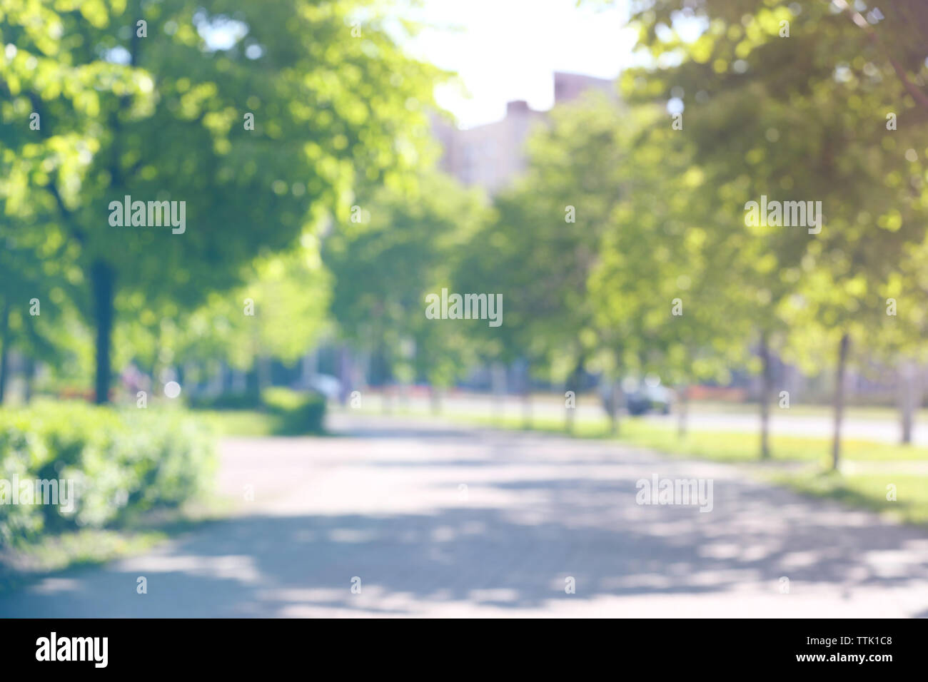 Footpath with green trees on both sides Stock Photo - Alamy