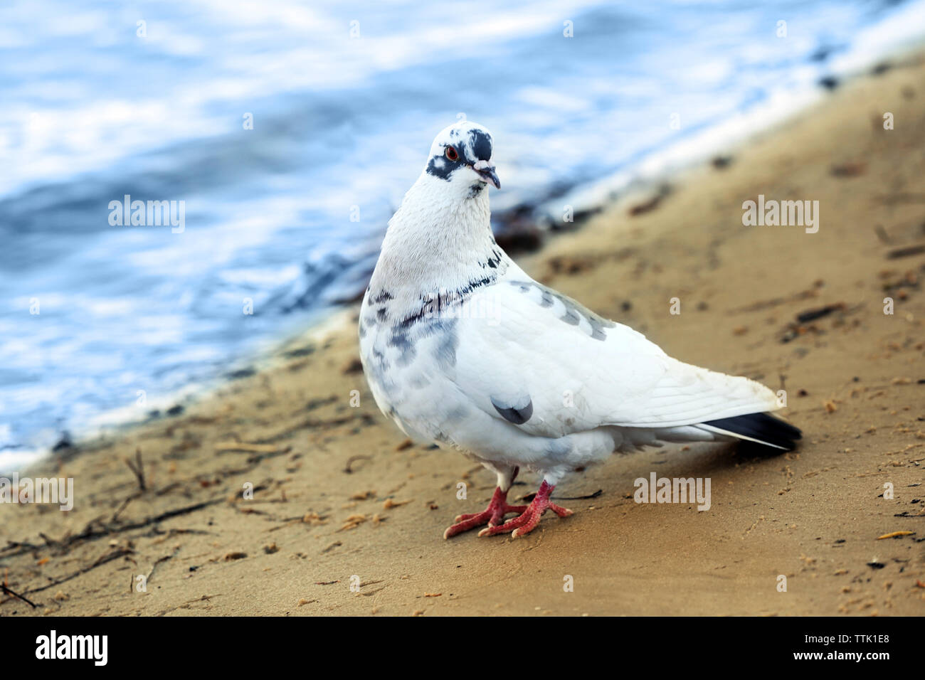Beautiful pigeon on sandy beach Stock Photo - Alamy