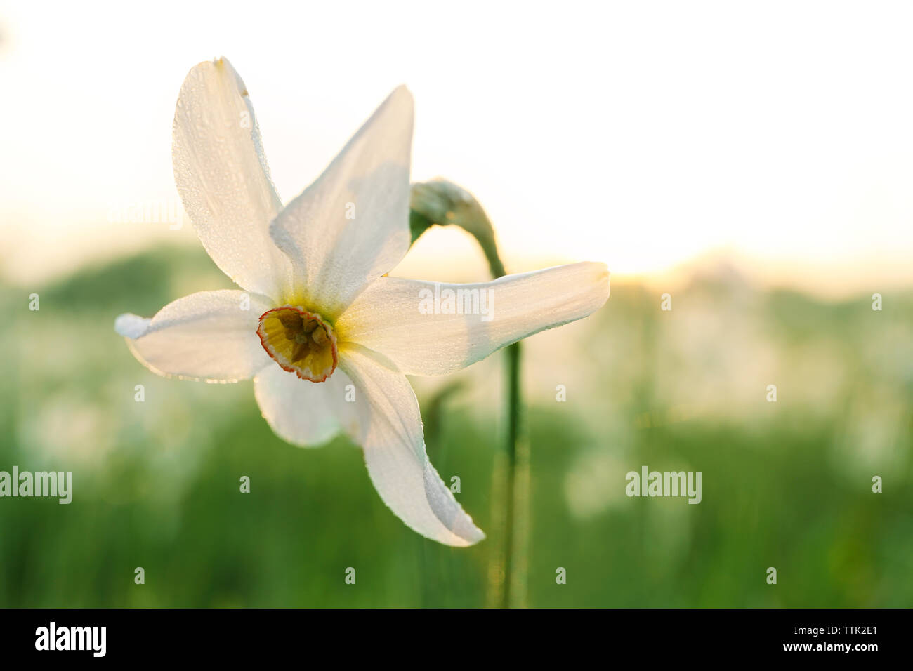 Beautiful narcissus flower, closeup Stock Photo - Alamy