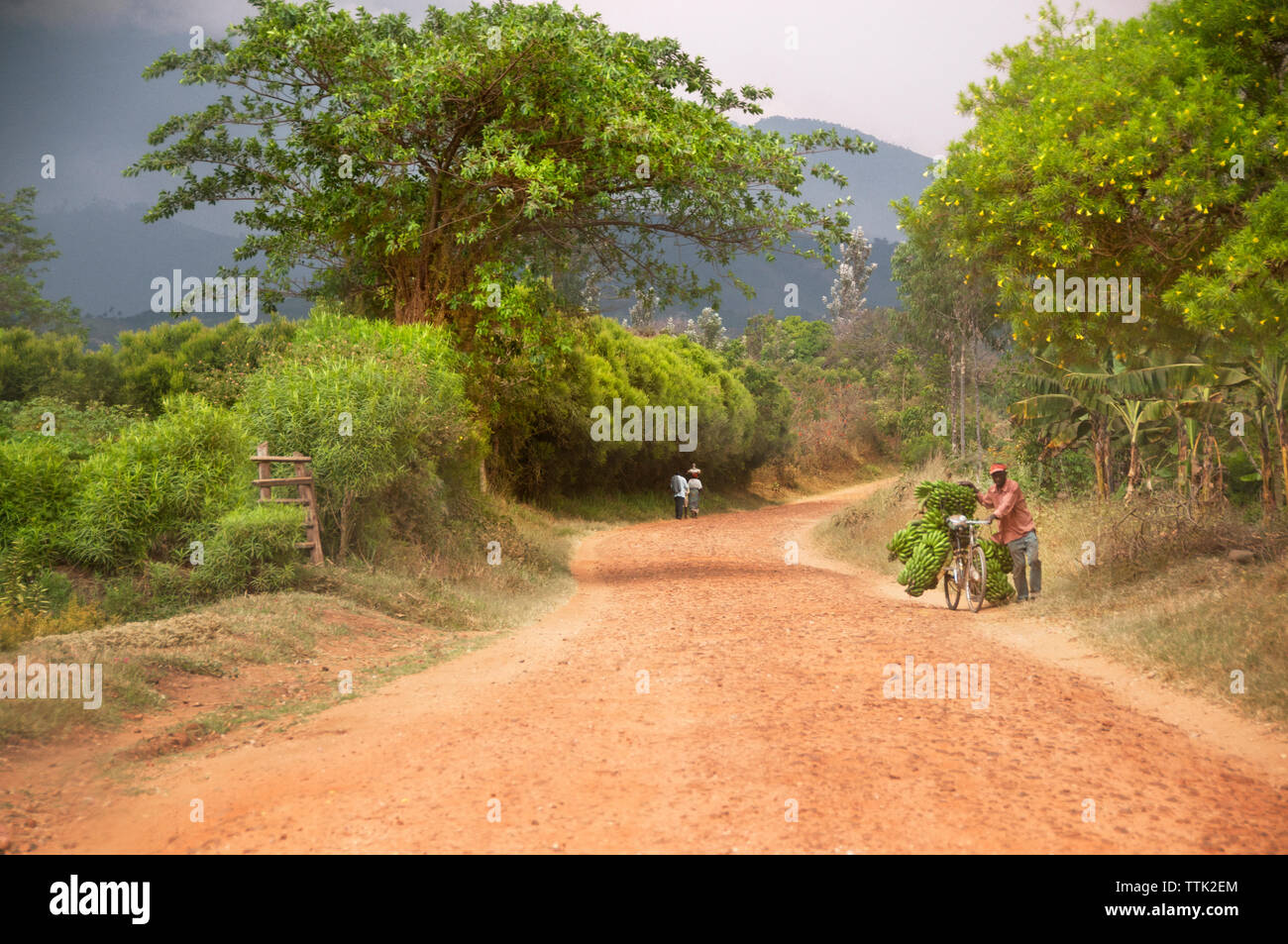 Bananas trees hi-res stock photography and images - Alamy