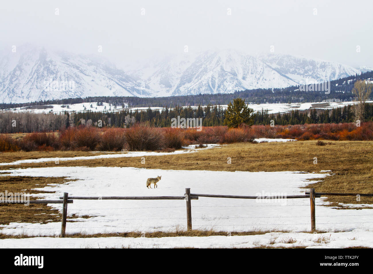 Wolf walking hi-res stock photography and images - Alamy