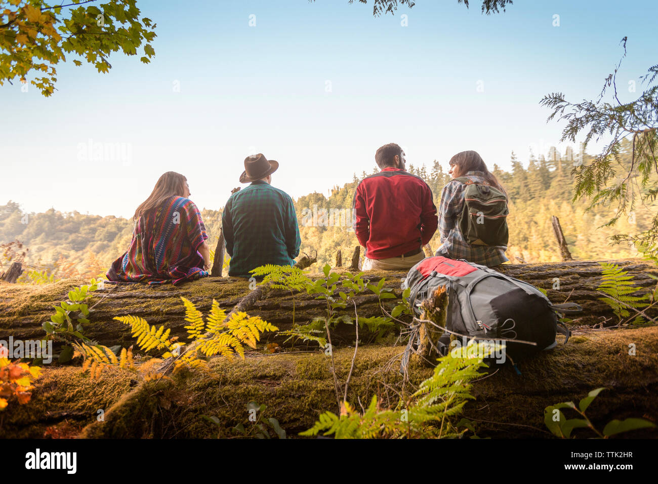 Multi trunk tree hi-res stock photography and images - Alamy