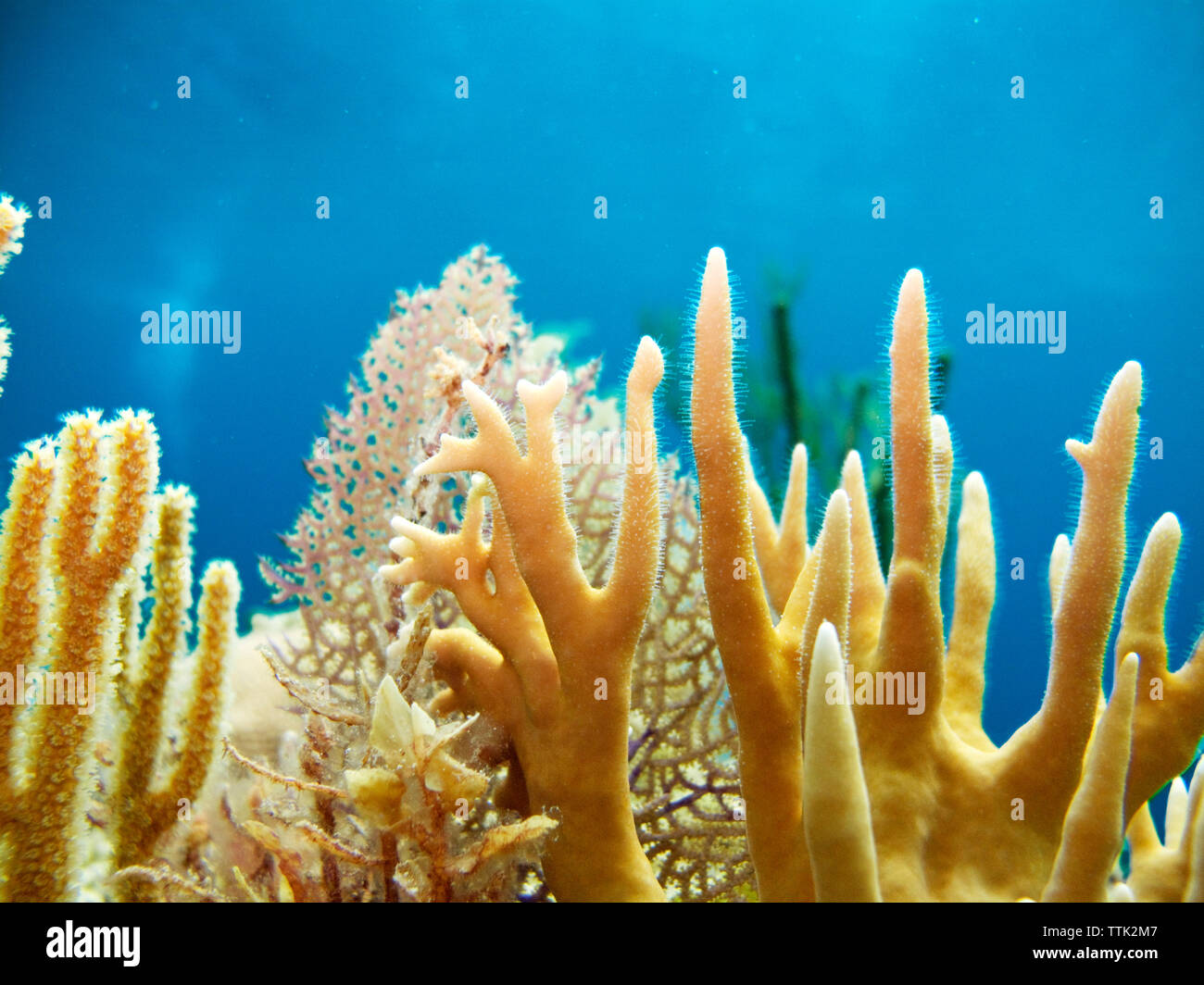 Yellow corals hi-res stock photography and images - Alamy