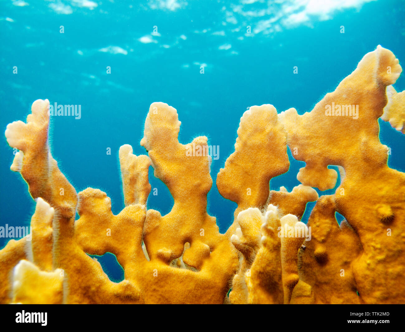 Fire corals hi-res stock photography and images - Alamy