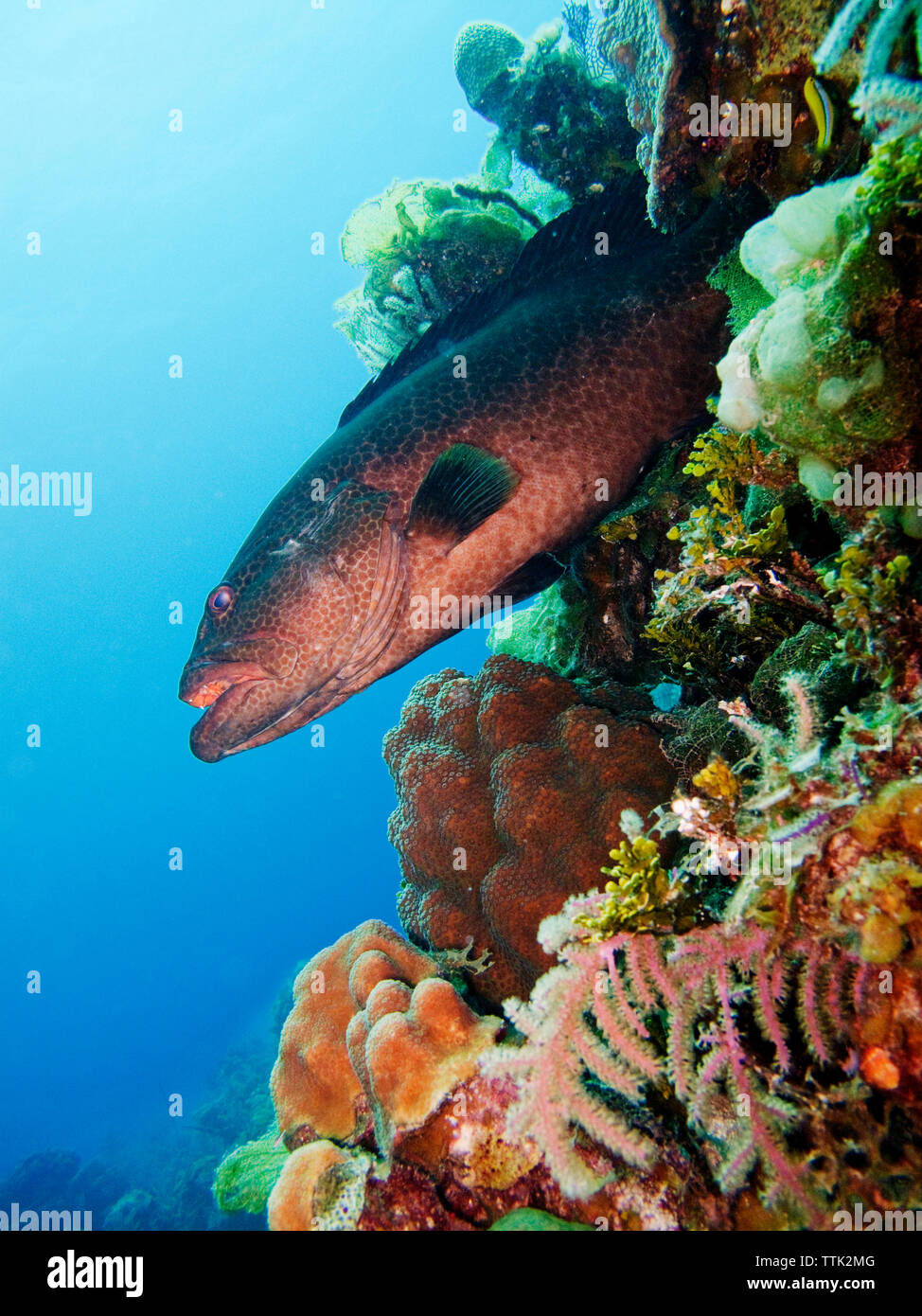 Yellowmouth grouper swimming undersea Stock Photo - Alamy