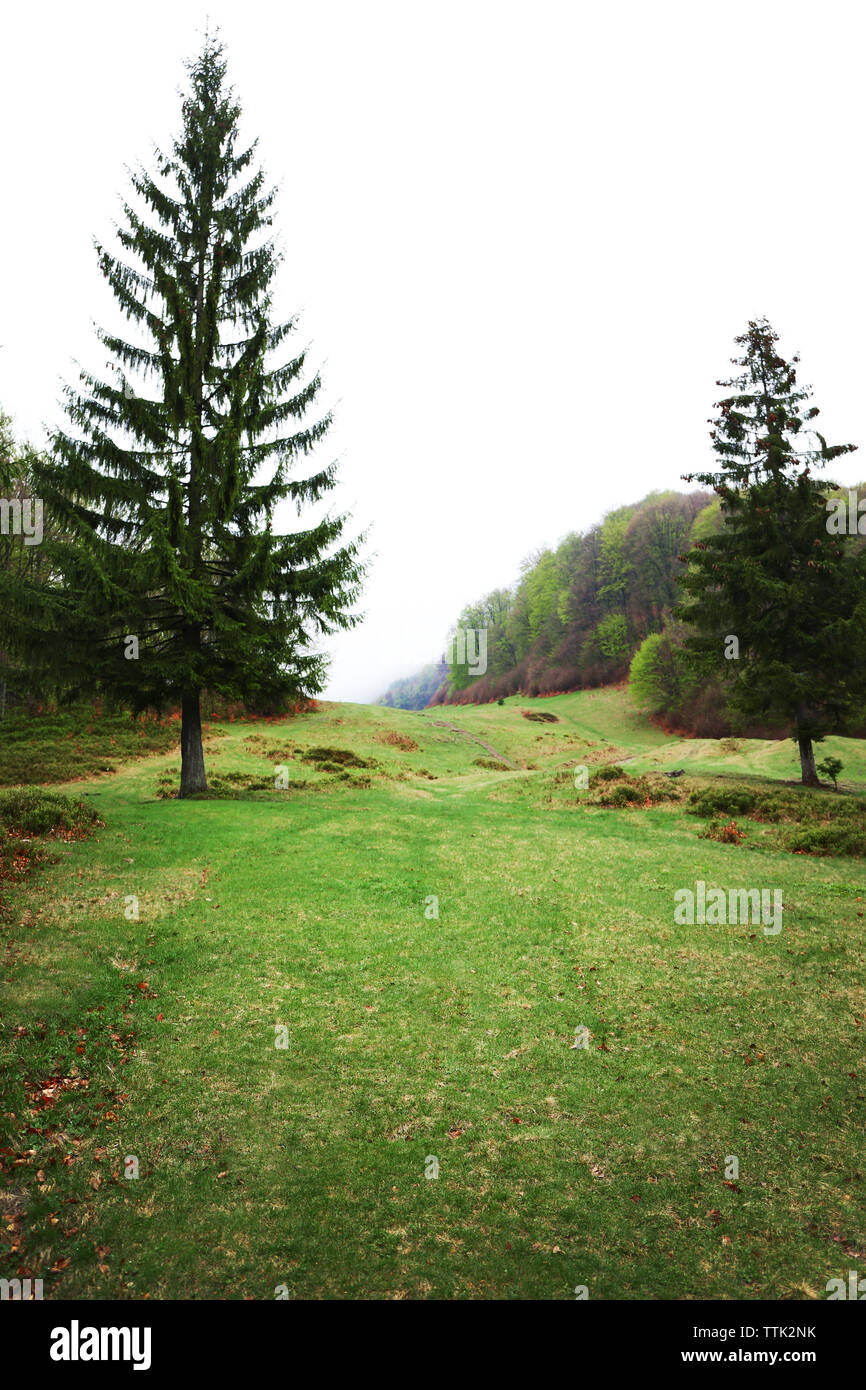 Beautiful green forest meadow Stock Photo - Alamy