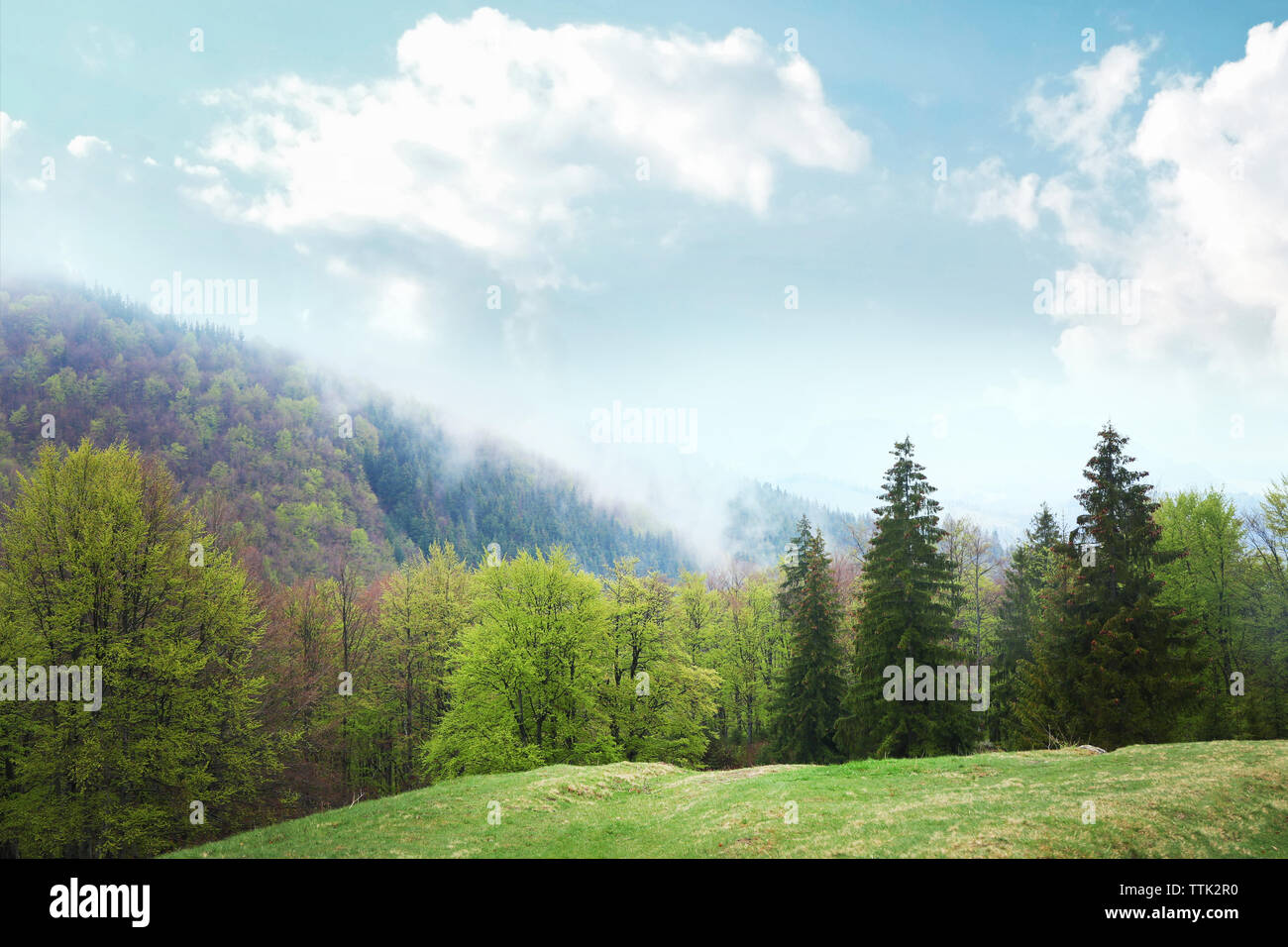 Beautiful green forest meadow Stock Photo - Alamy
