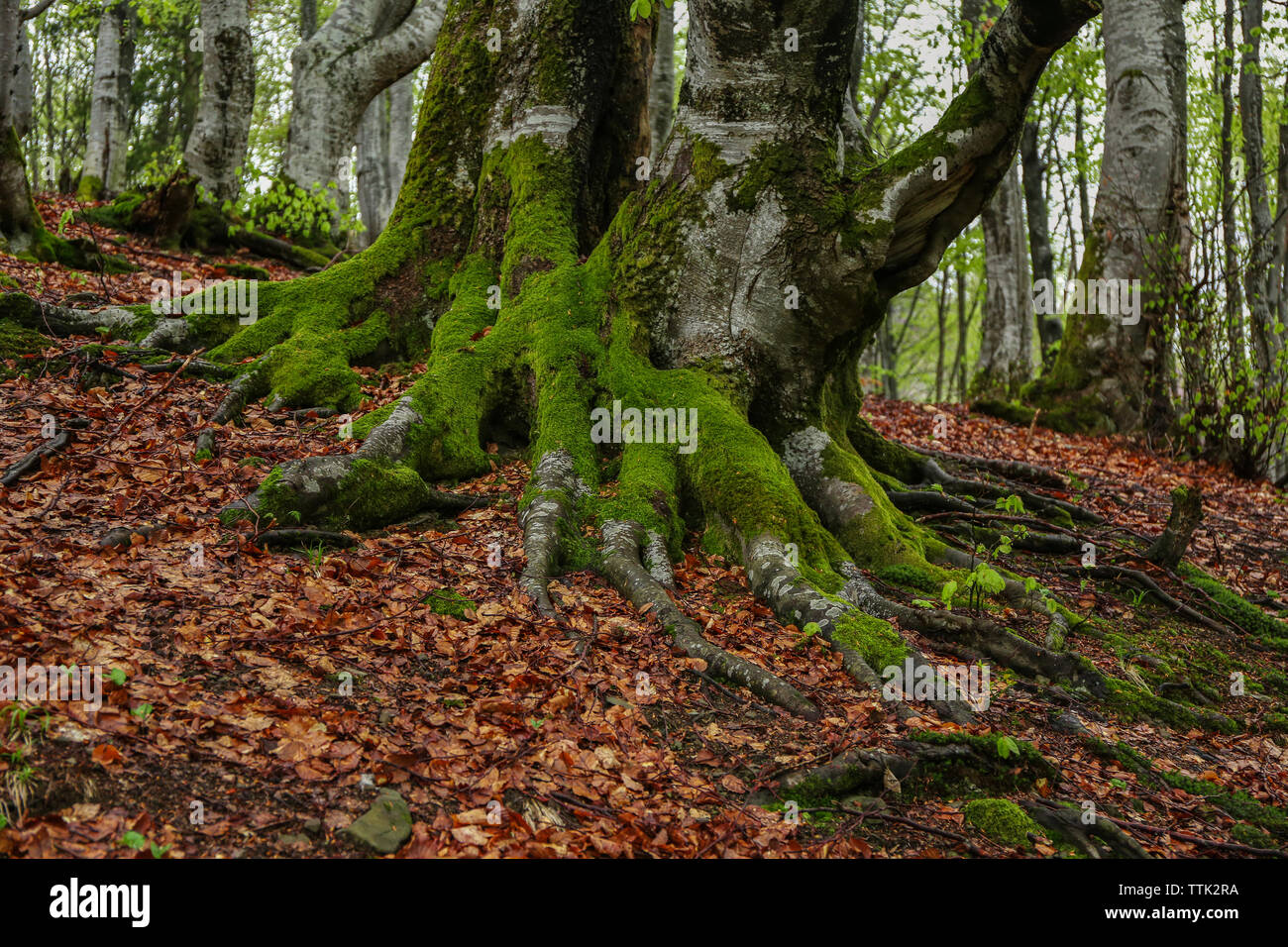 Tree roots with moss Stock Photo - Alamy
