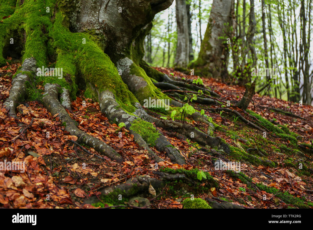 Tree roots with moss Stock Photo - Alamy