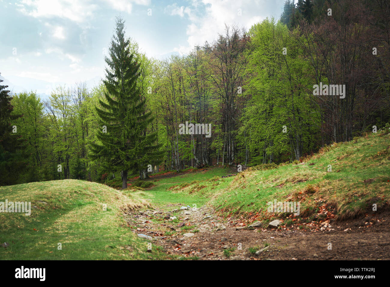Beautiful green forest meadow Stock Photo - Alamy