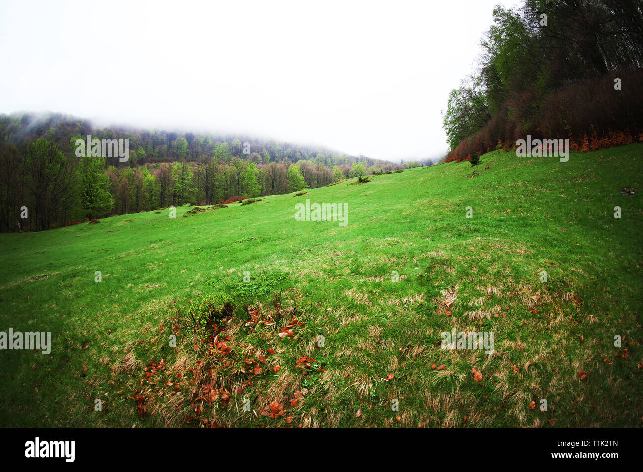 Beautiful green forest meadow Stock Photo - Alamy