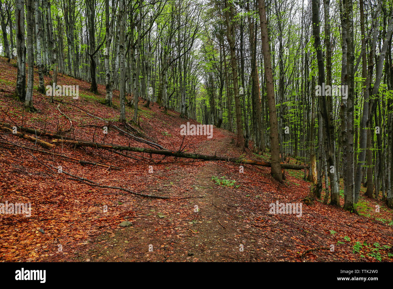 Old path in forest Stock Photo - Alamy