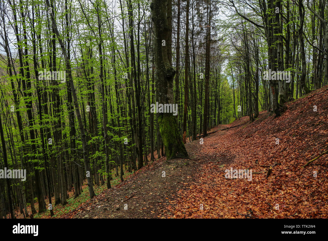 Old path in forest Stock Photo - Alamy