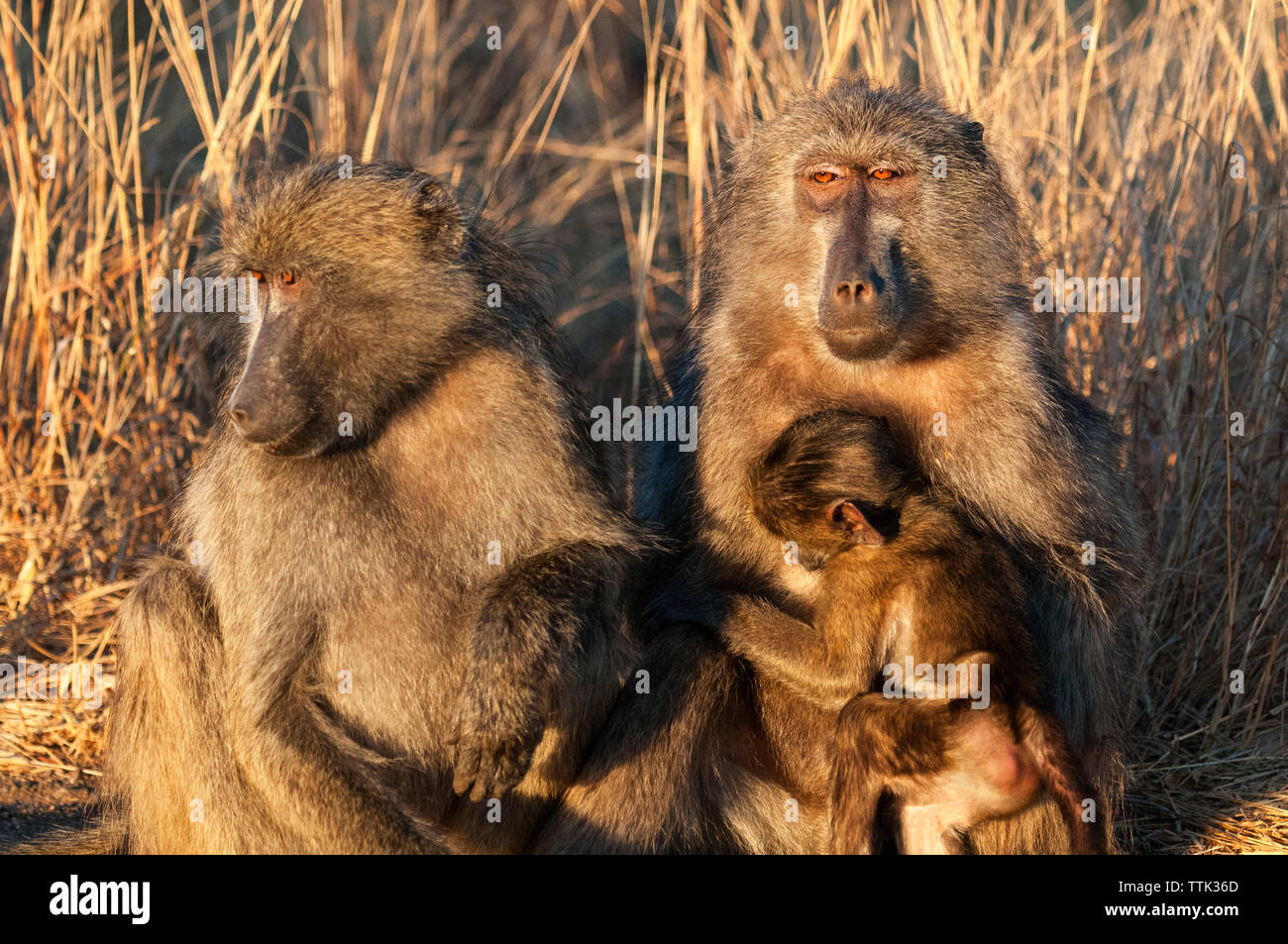 Family of three monkeys hi-res stock photography and images - Alamy
