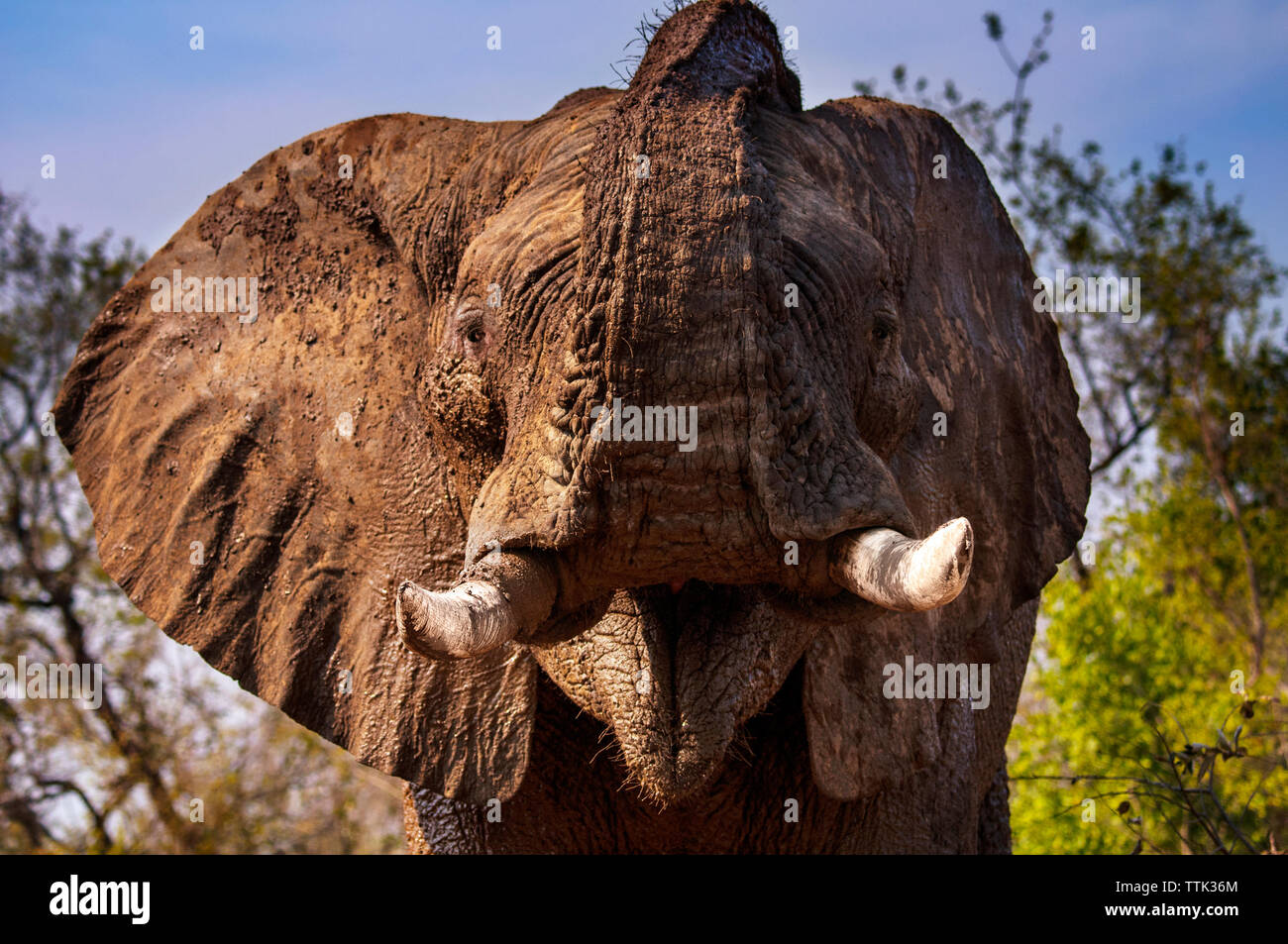 Elephant low angle hi-res stock photography and images - Alamy