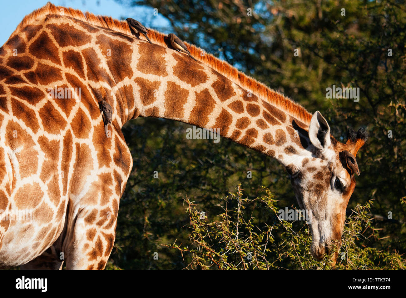 Five giraffe hi-res stock photography and images - Alamy