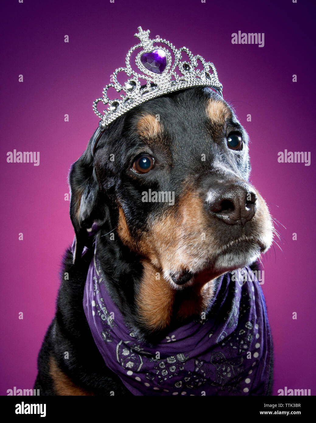 Dog wearing crown hi-res stock photography and images - Alamy