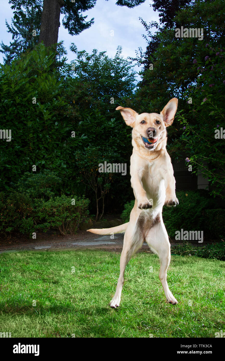 Labrador retriever yellow standing hi-res stock photography and images ...