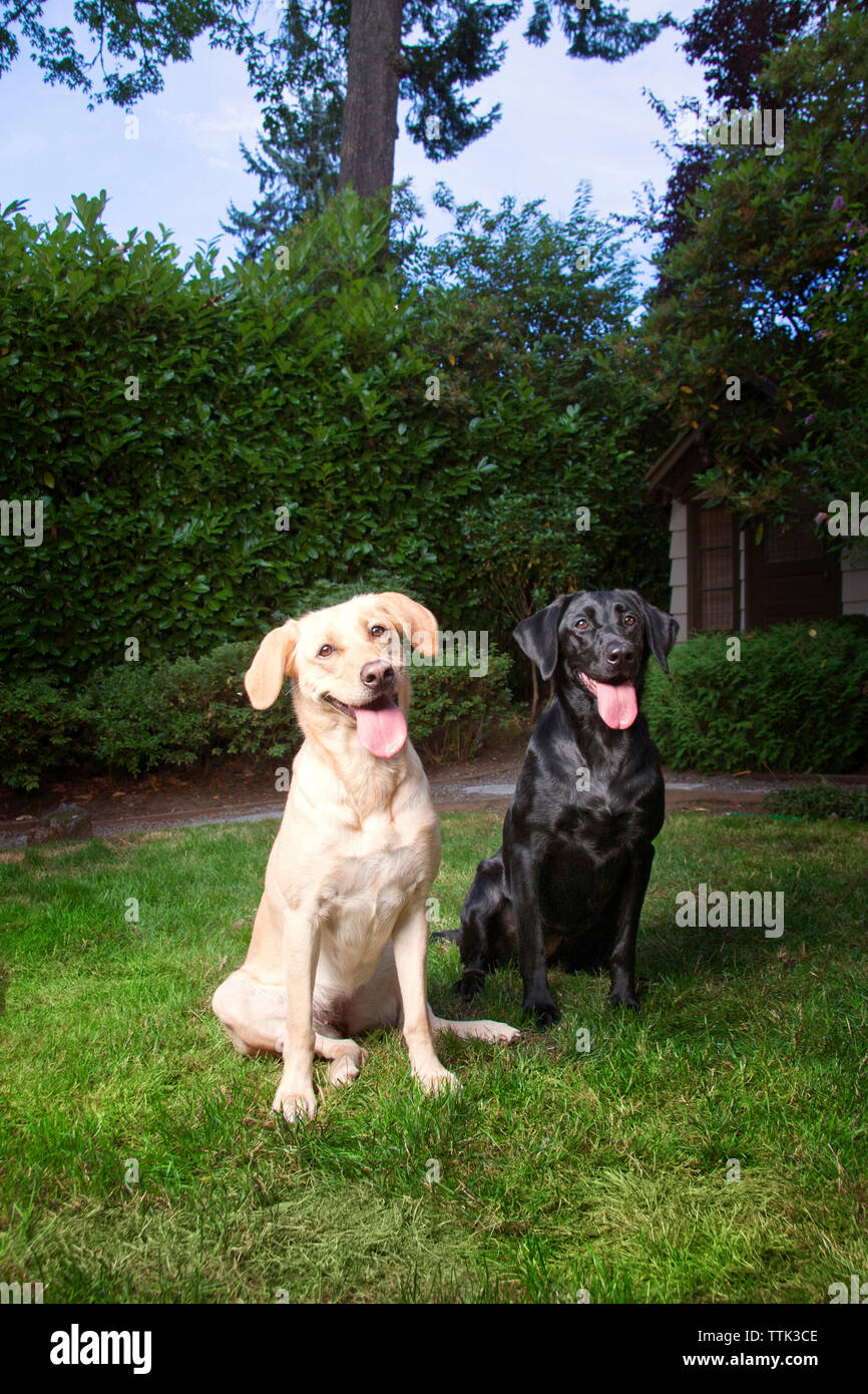 Retrievers hi-res stock photography and images - Alamy