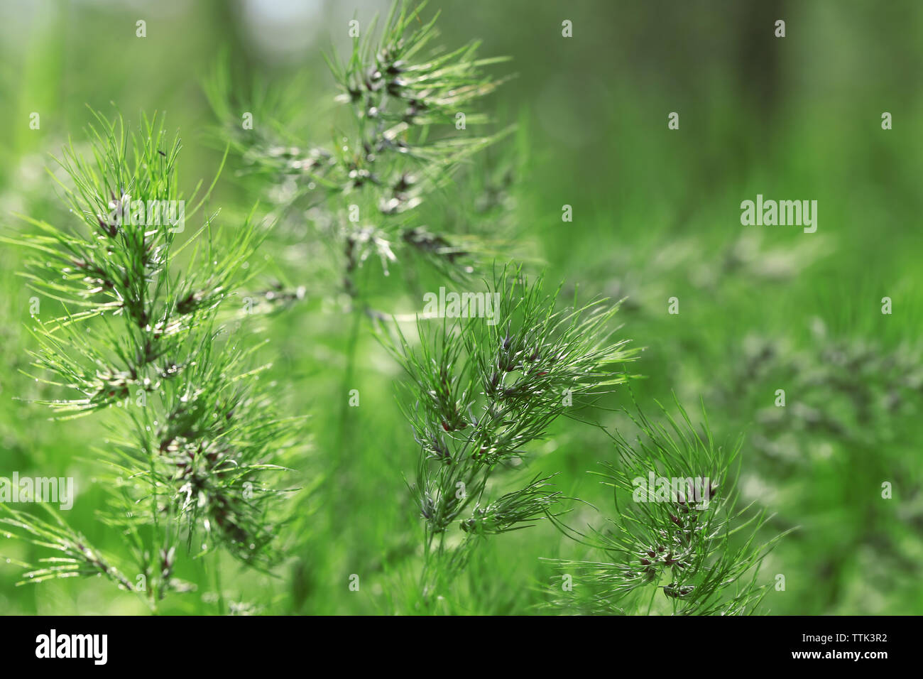 Variegated structures of flowering grass Stock Photo - Alamy