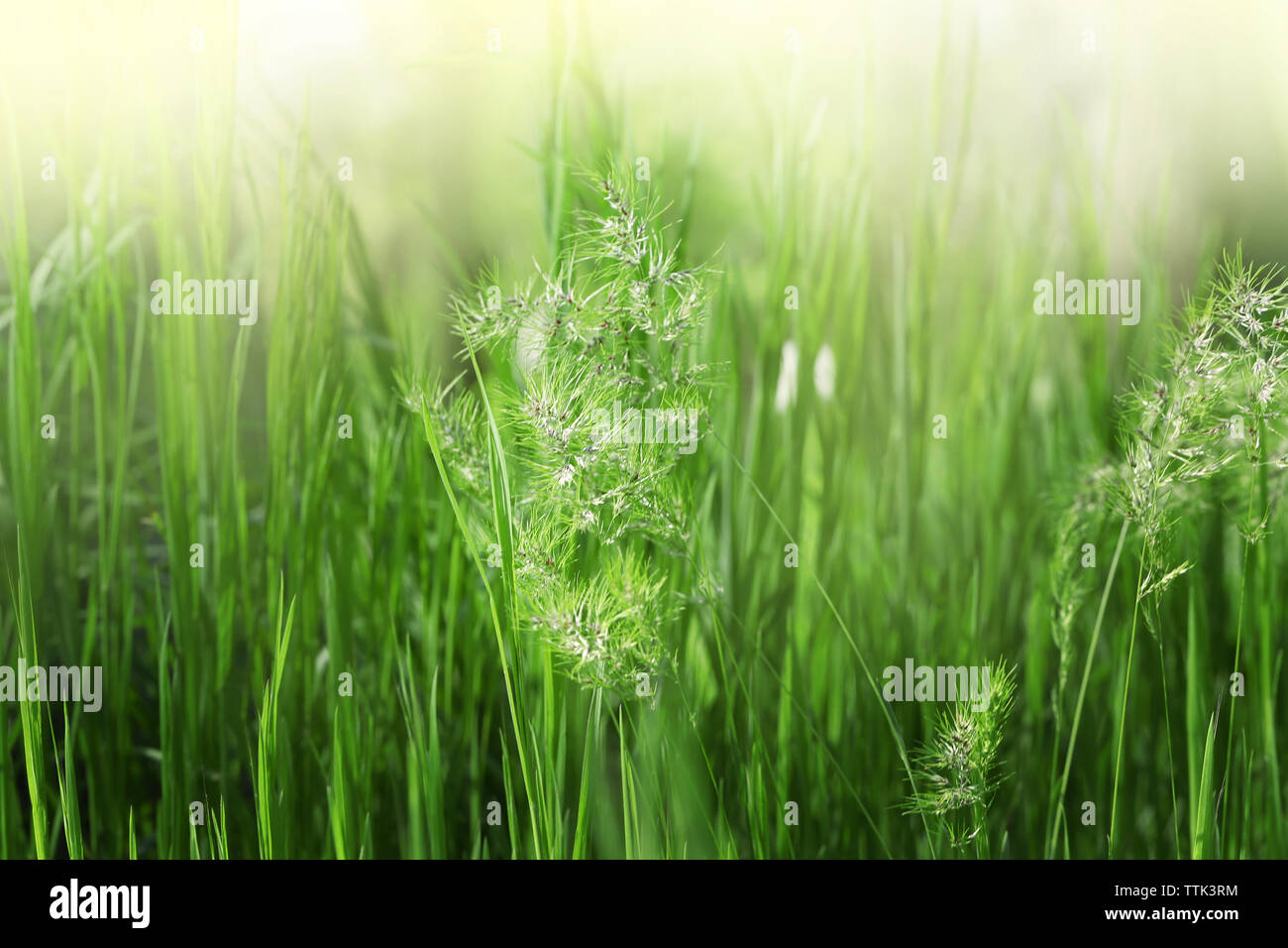 Variegated structures of flowering grass Stock Photo - Alamy