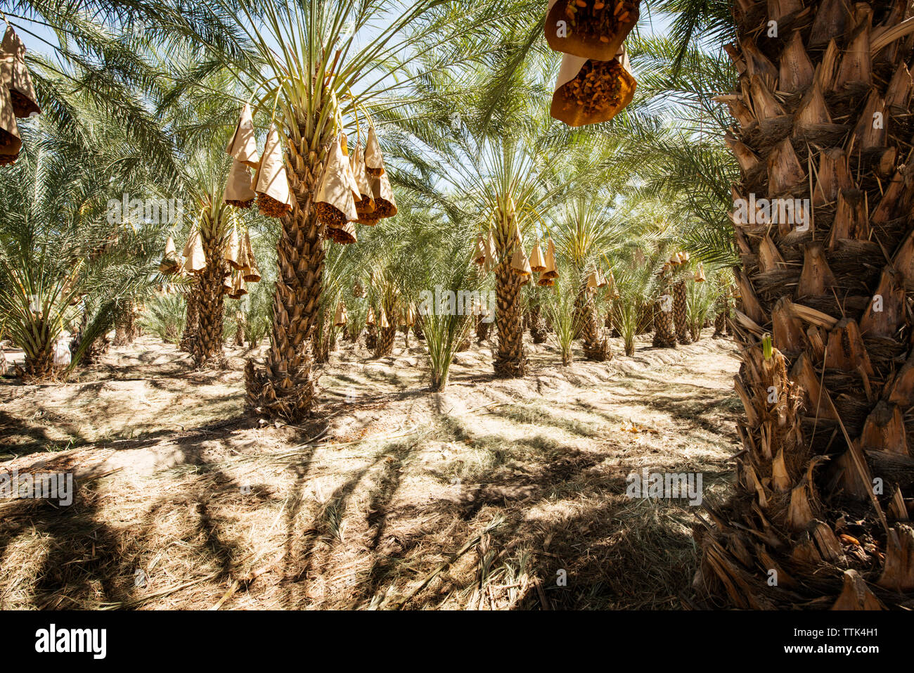 Date palm trees growing on field Stock Photo - Alamy