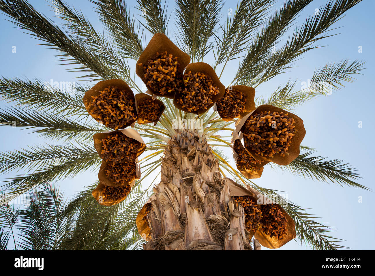 Date palm trees hi-res stock photography and images - Alamy
