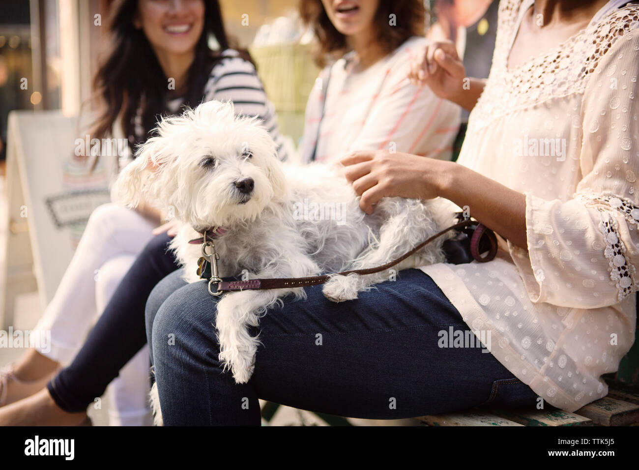 Woman with dog on lap while sitting with friends at sidewalk cafe Stock ...