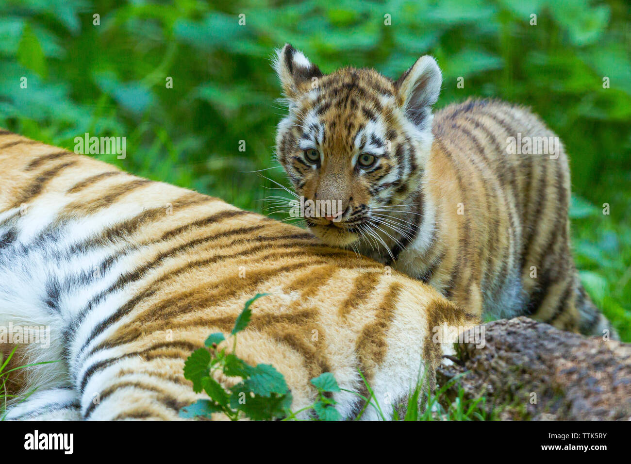 Siberian tiger cub standing panthera hi-res stock photography and ...