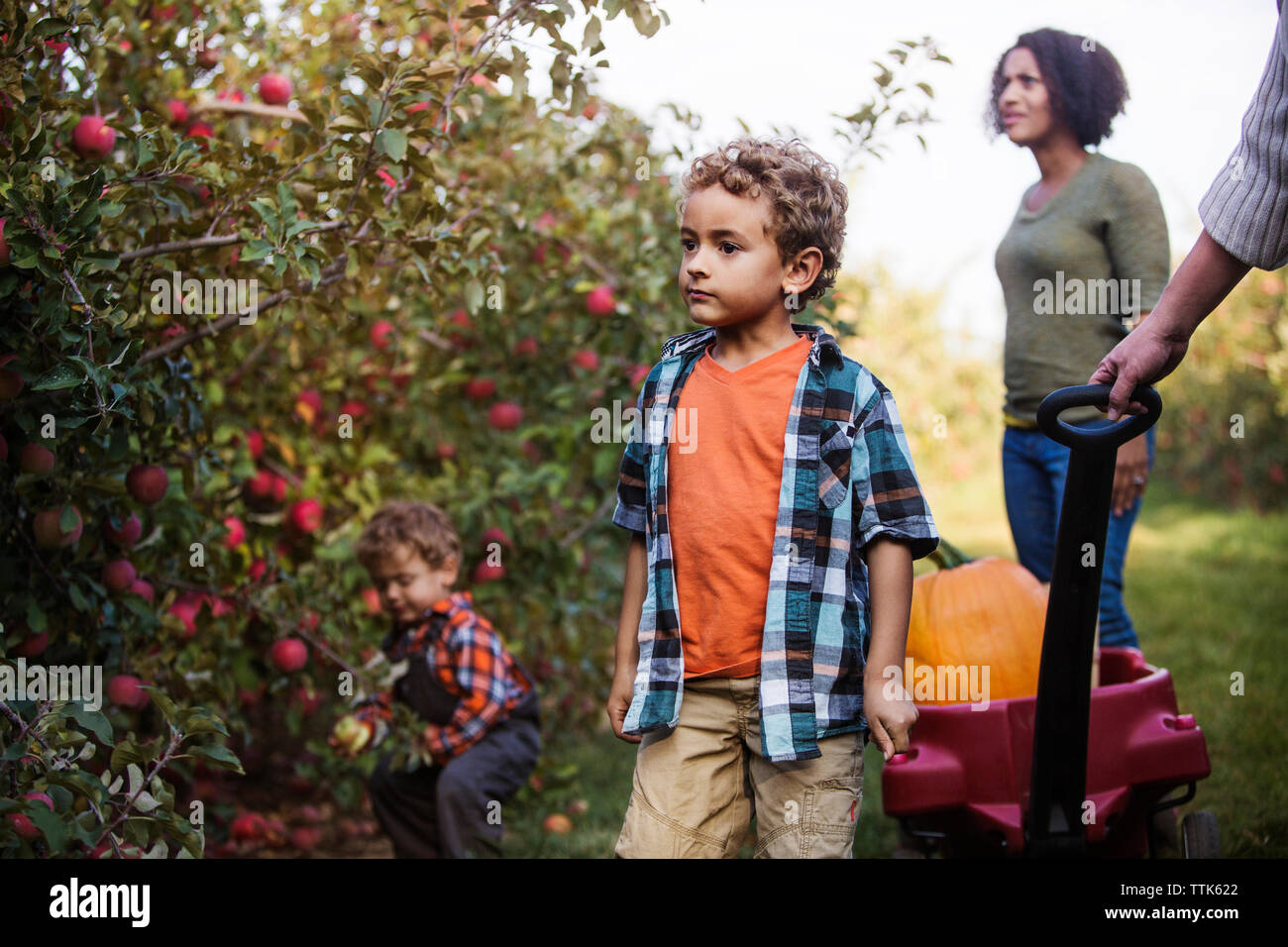 Father sons harvesting apples hi-res stock photography and images - Alamy