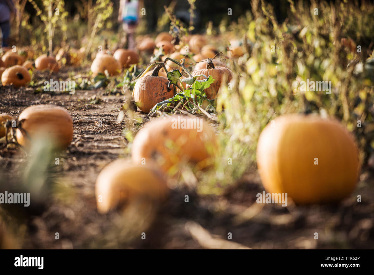 Growing pumpkins hi-res stock photography and images - Alamy