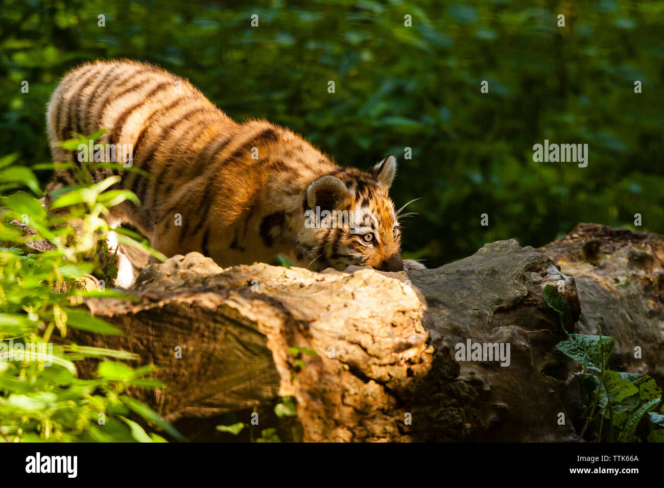 Amur/Siberian Tiger Cub (Panthera Tigris Altaica) Stalking Behind A ...