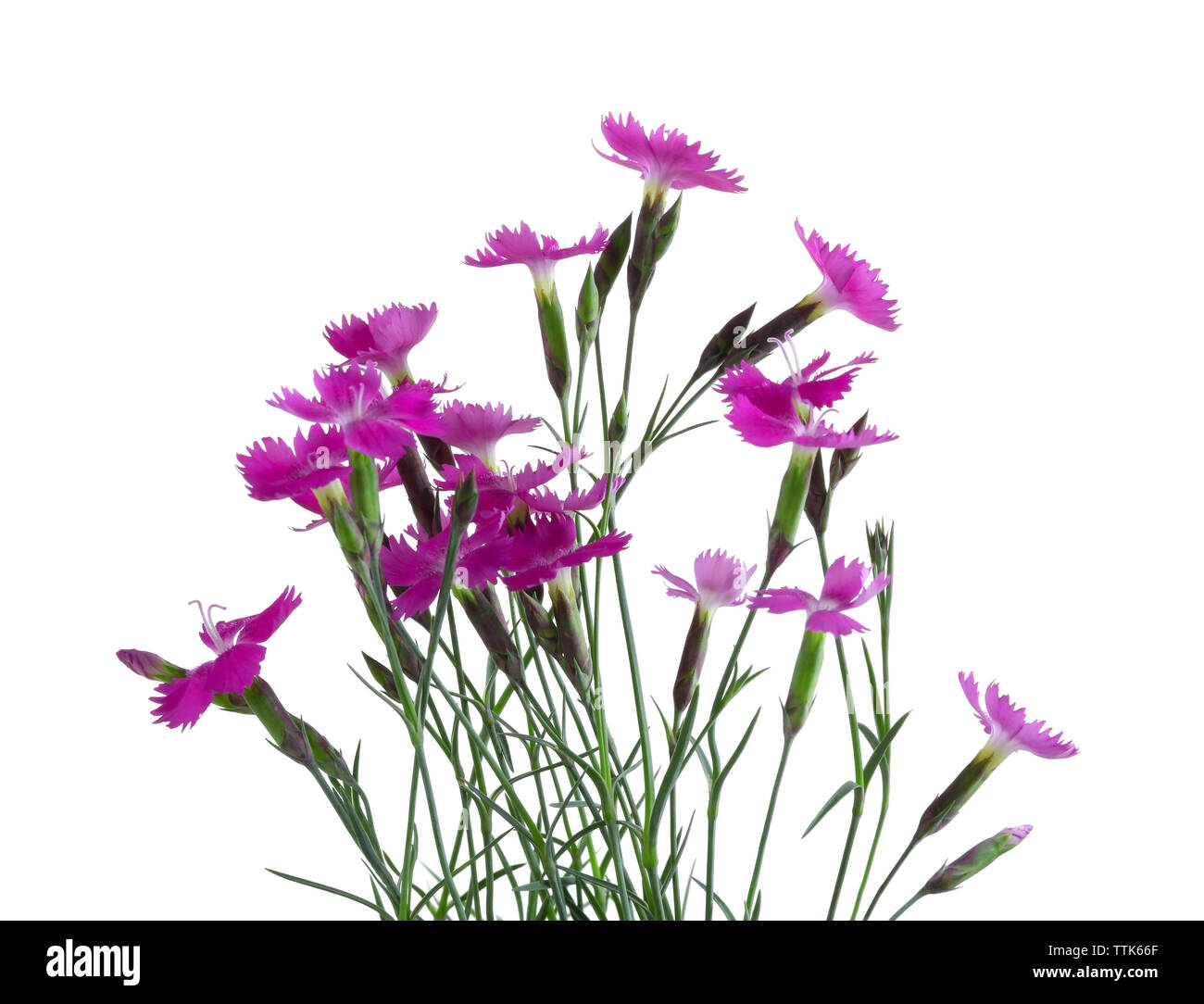 Little pink carnations, isolated on white Stock Photo - Alamy