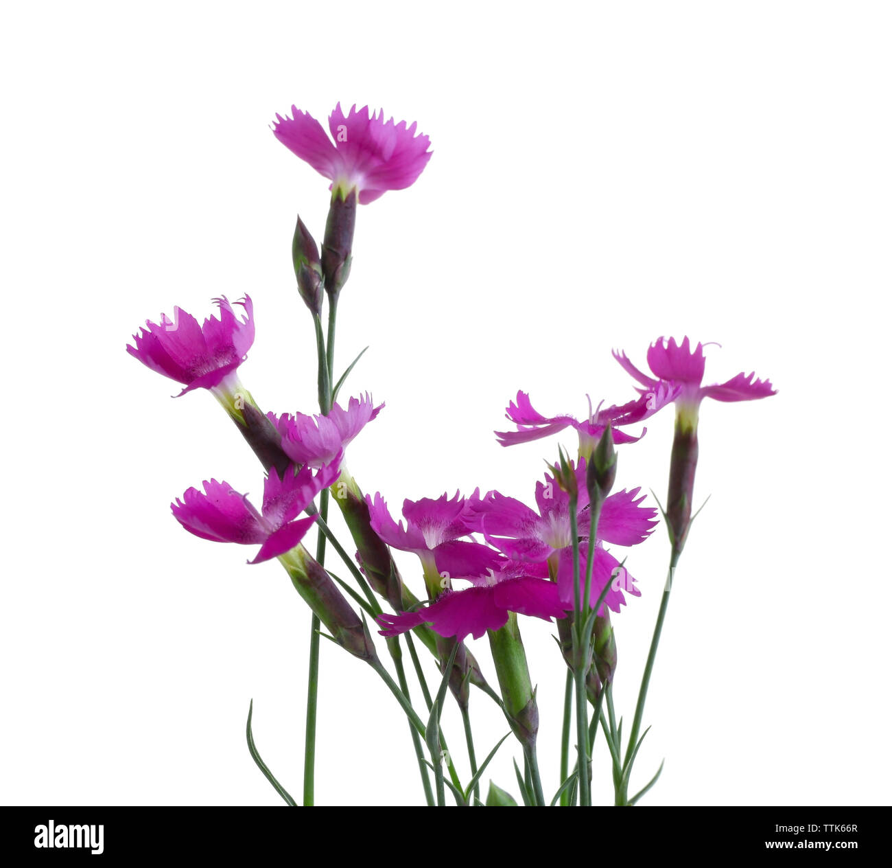 Little pink carnations, isolated on white Stock Photo - Alamy