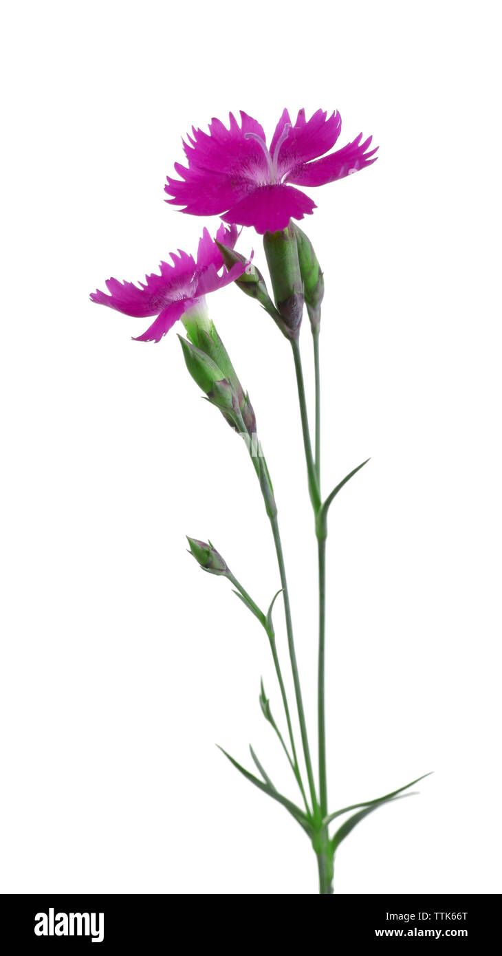 Little pink carnations, isolated on white Stock Photo - Alamy