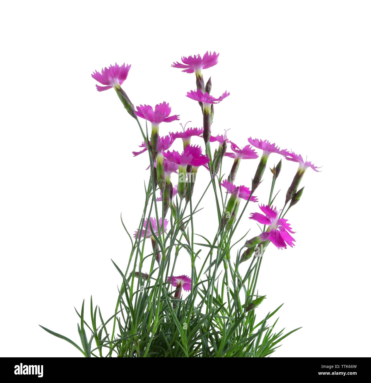 Little pink carnations, isolated on white Stock Photo - Alamy