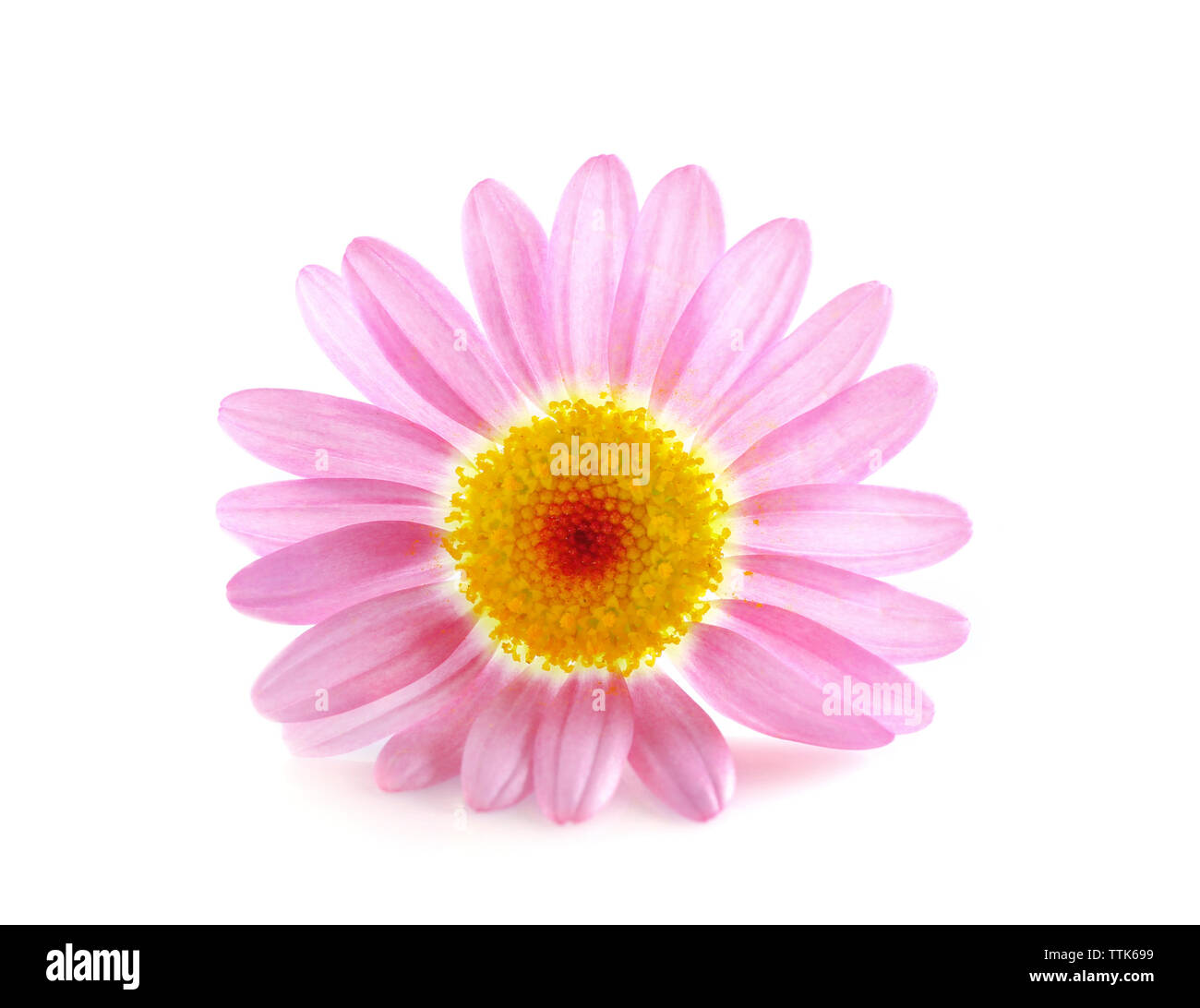 Little pink daisy on white background Stock Photo - Alamy