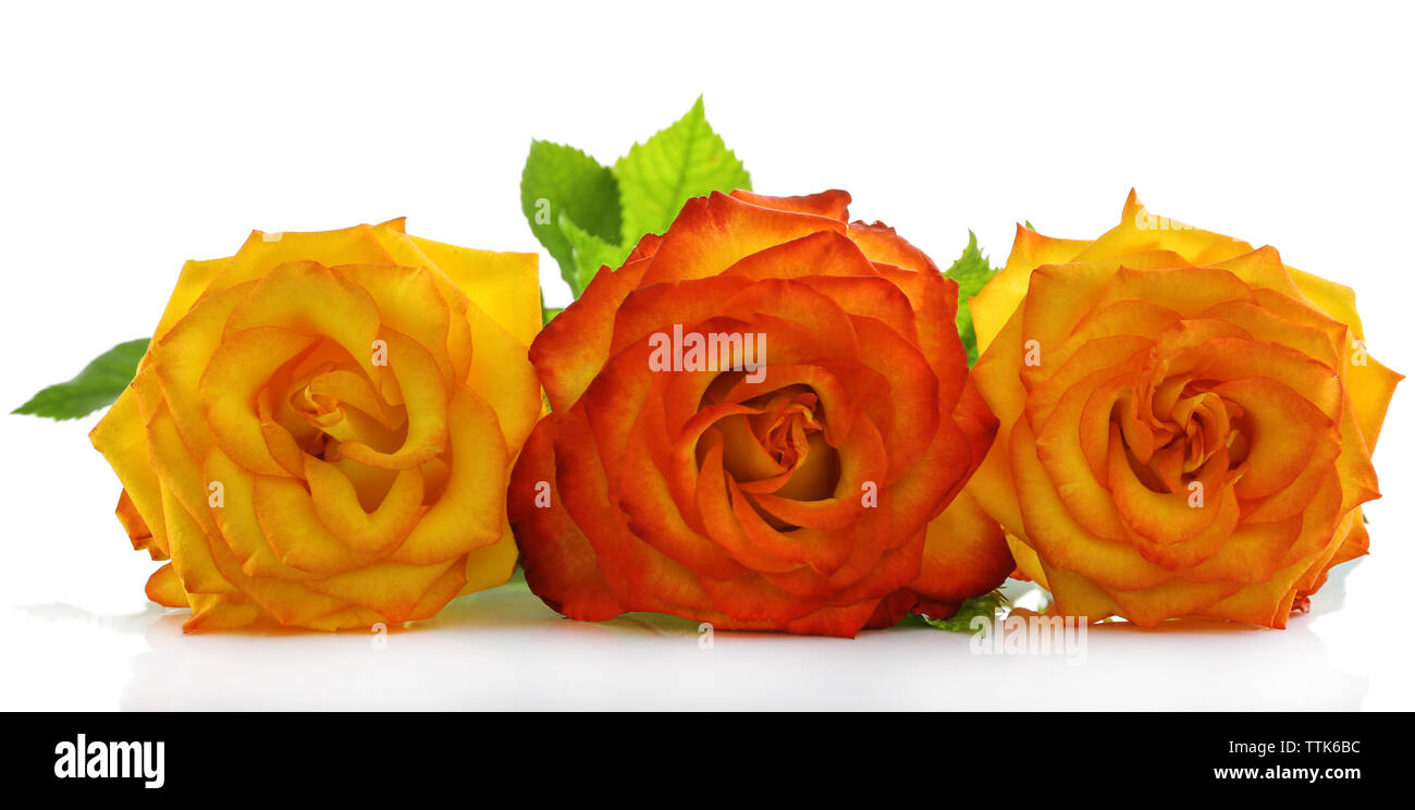 Three roses on white background Stock Photo - Alamy