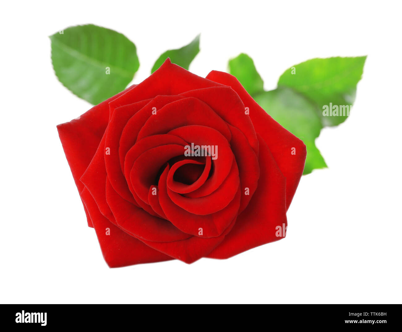 Red rose on white background Stock Photo - Alamy