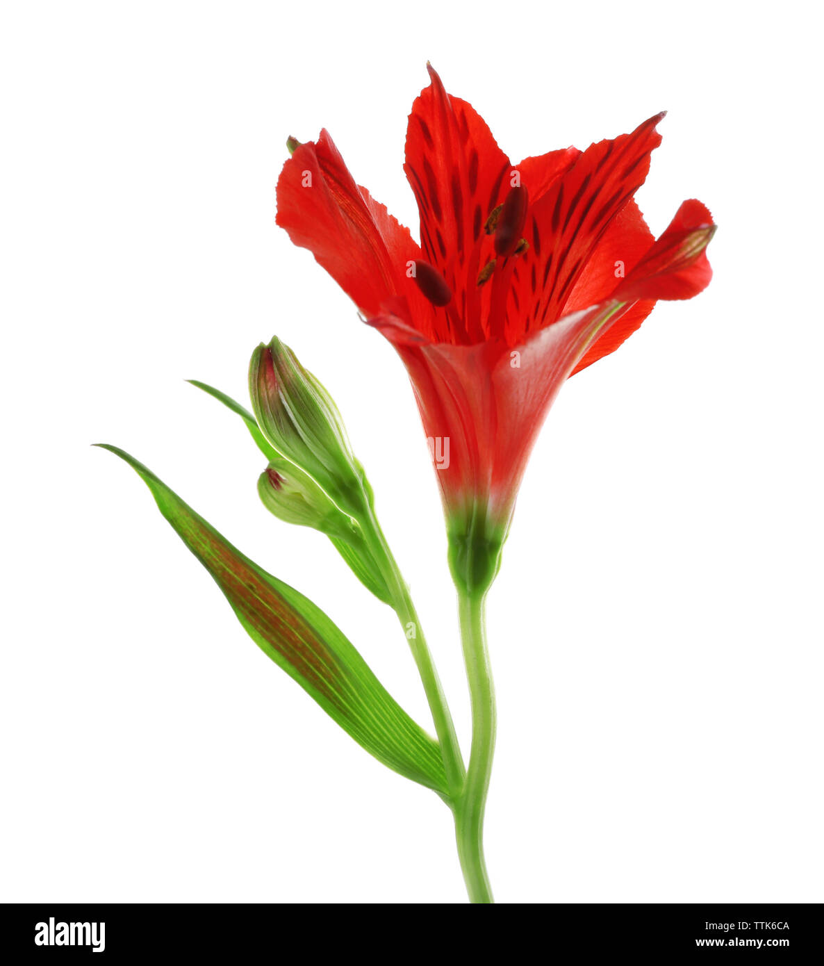 Red alstroemeria flower, isolated on white Stock Photo - Alamy