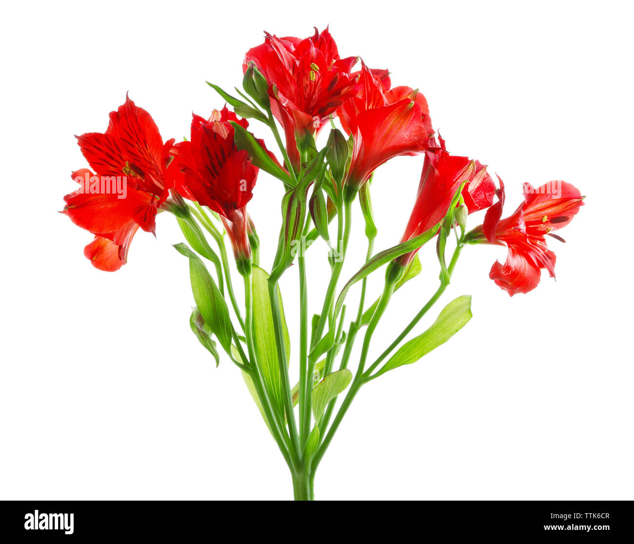 Red alstroemeria flowers, isolated on white Stock Photo - Alamy