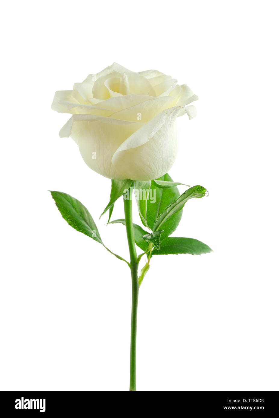 White rose, isolated on white Stock Photo - Alamy