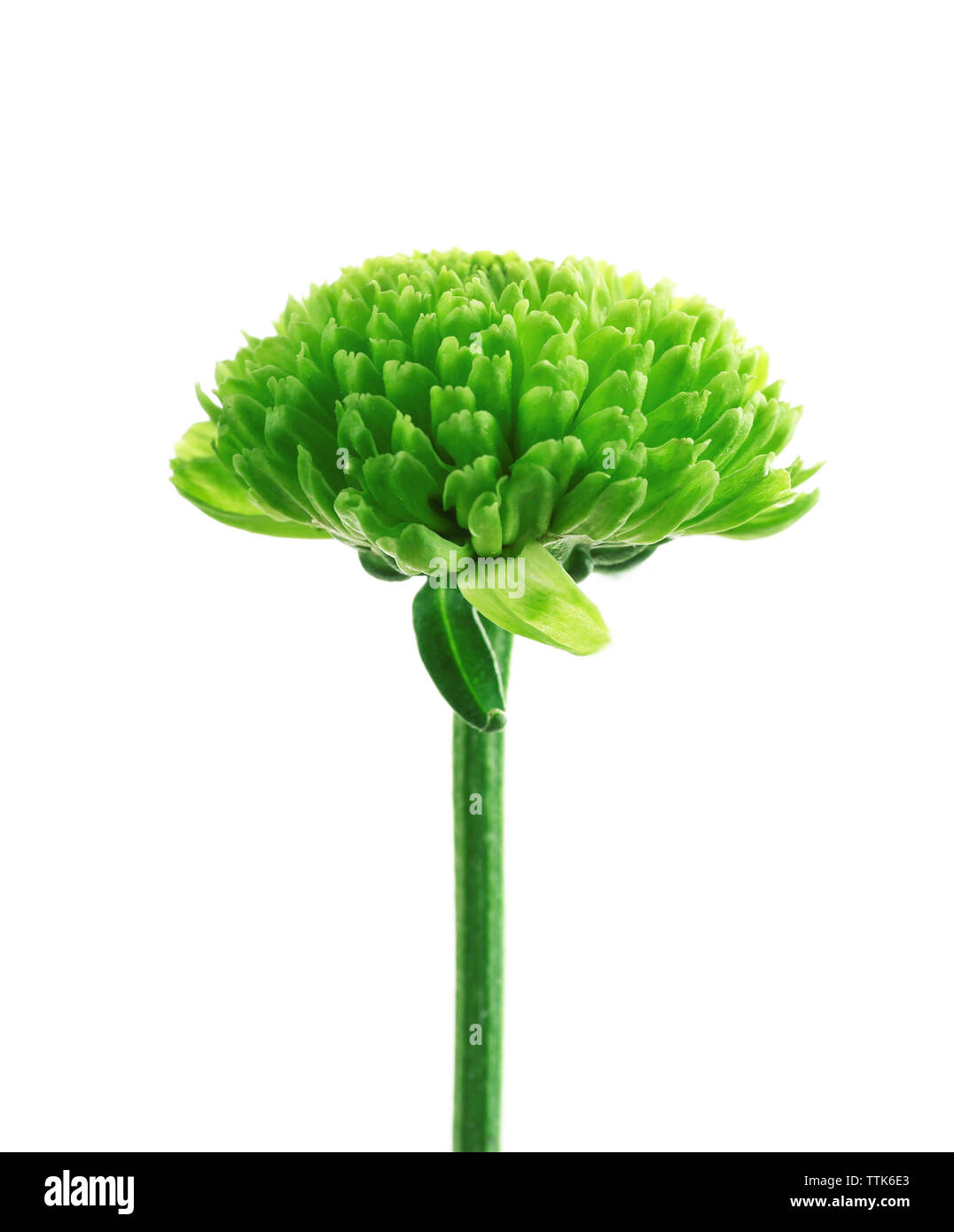 Green chrysanthemum, isolated on white Stock Photo - Alamy