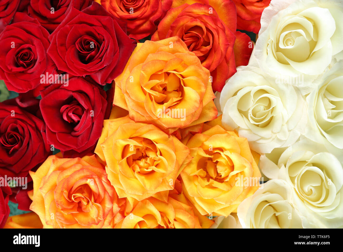 Colorful roses background Stock Photo - Alamy