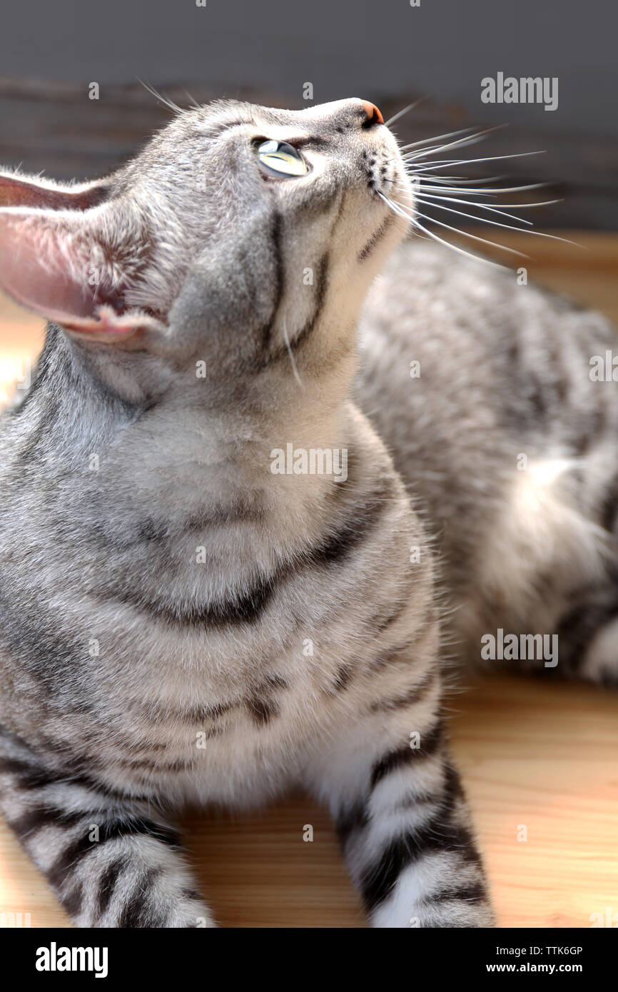 Grey cat on a floor, close up Stock Photo - Alamy
