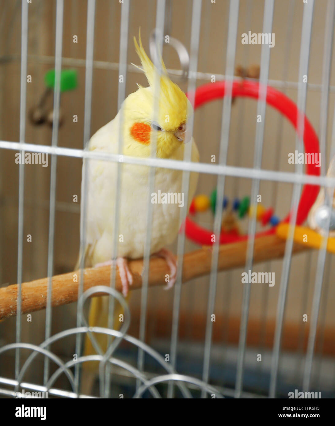 Cockatiel in the cage hi-res stock photography and images - Alamy
