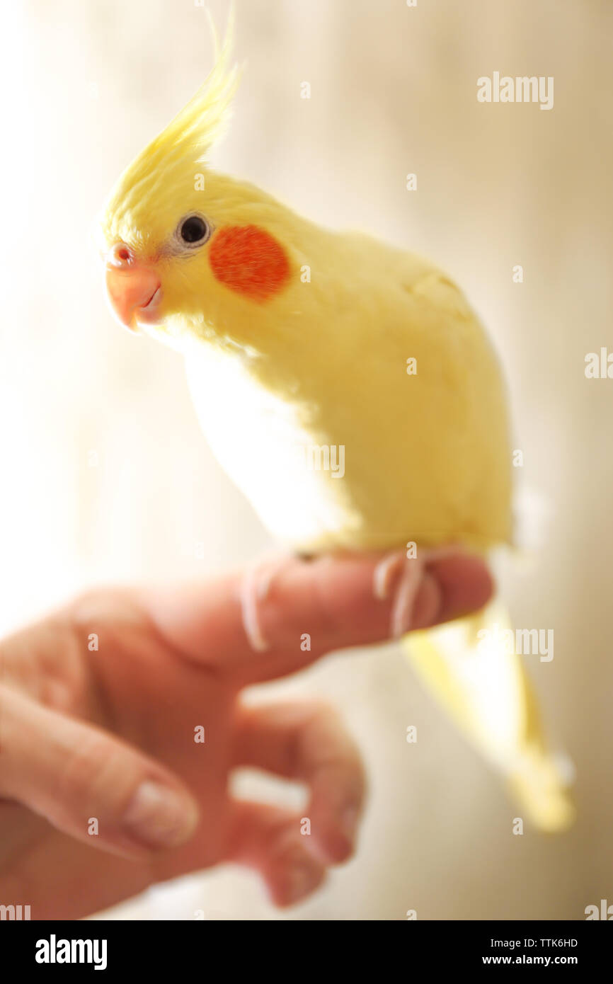 Yellow cockatiel on a female finger, close up Stock Photo - Alamy