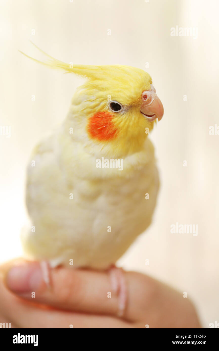 Yellow cockatiel on a female finger, close up Stock Photo - Alamy