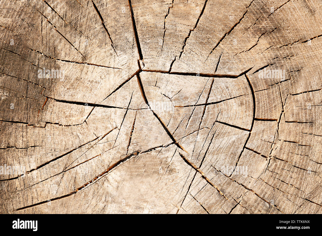 Tree trunk cross section, closeup Stock Photo - Alamy